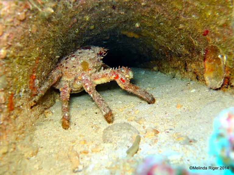 “CLINGING TO THE WRECKAGE”: BAHAMAS CLINGING CRABS | ROLLING HARBOUR ABACO