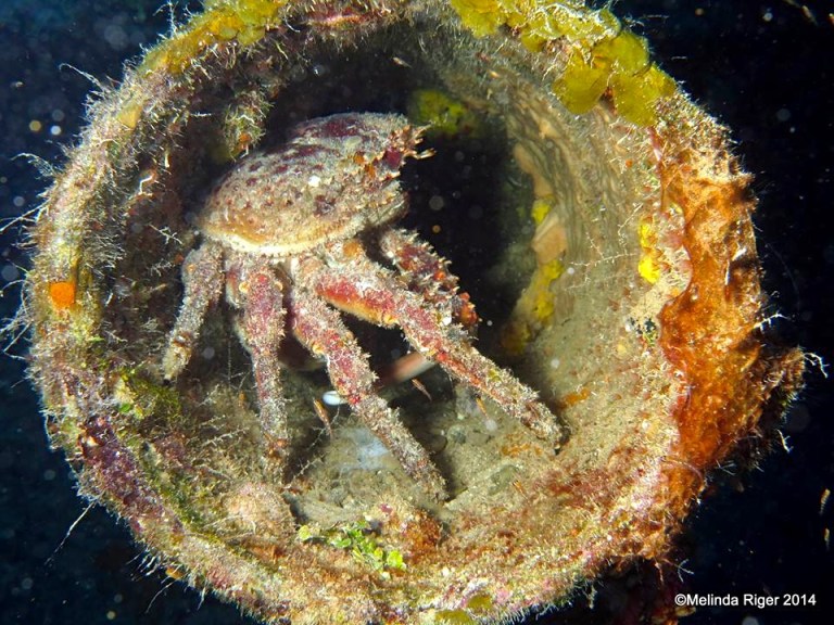 “CLINGING TO THE WRECKAGE”: BAHAMAS CLINGING CRABS | ROLLING HARBOUR ABACO