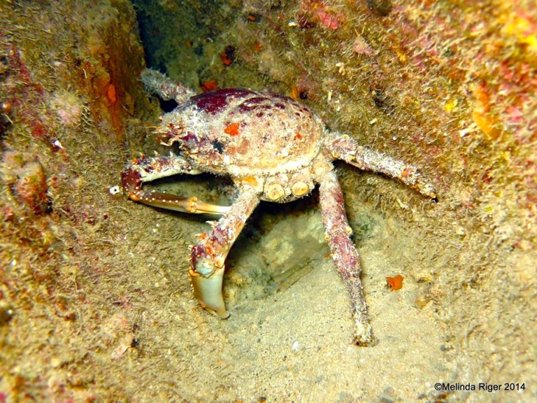 “CLINGING TO THE WRECKAGE”: BAHAMAS CLINGING CRABS | ROLLING HARBOUR ABACO
