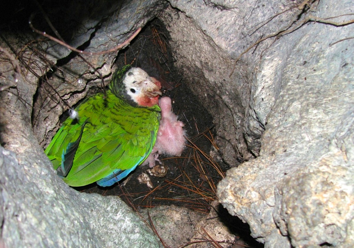 Abaco Parrot Nest | ROLLING HARBOUR ABACO