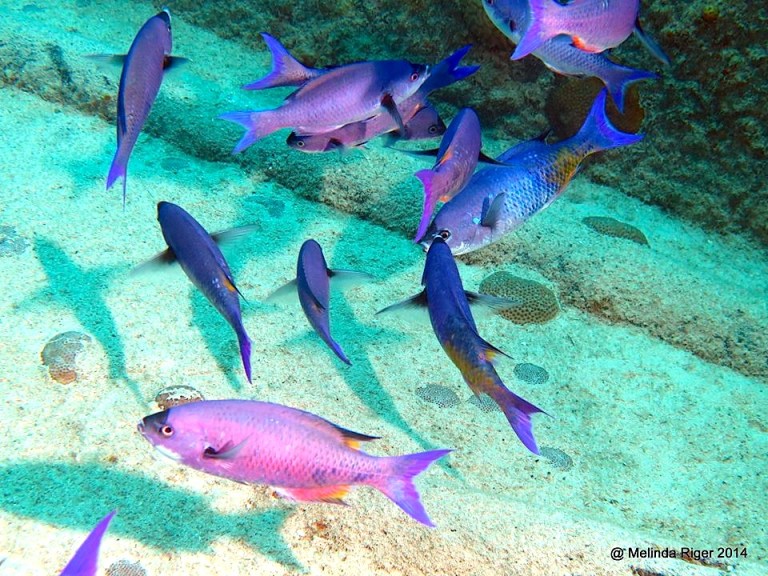 CREOLE WRASSE: SHADES OF DEEP PURPLE… | ROLLING HARBOUR ABACO