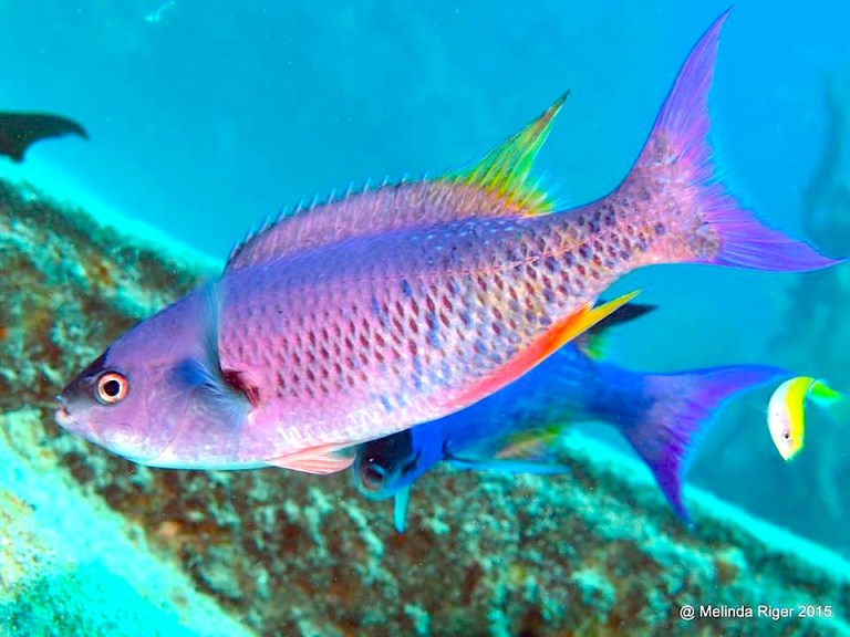 ROLLING HARBOUR ABACO | BIRDS, WILDLIFE & MORE ABACO, BAHAMAS