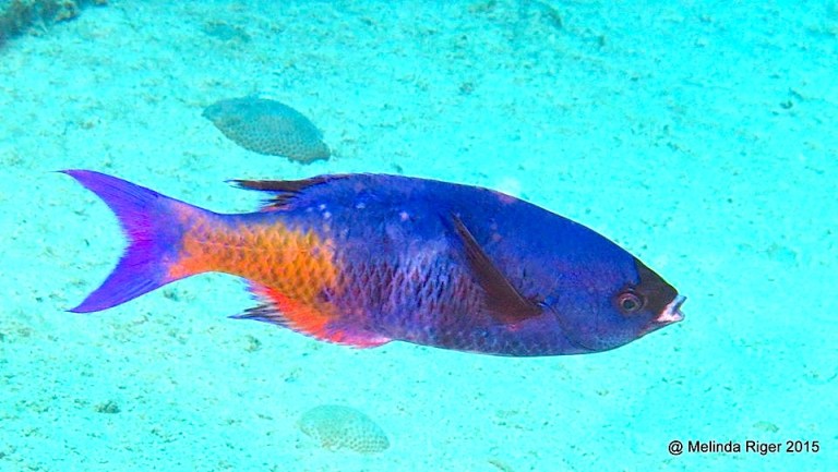 ROLLING HARBOUR ABACO | BIRDS, WILDLIFE & MORE ABACO, BAHAMAS