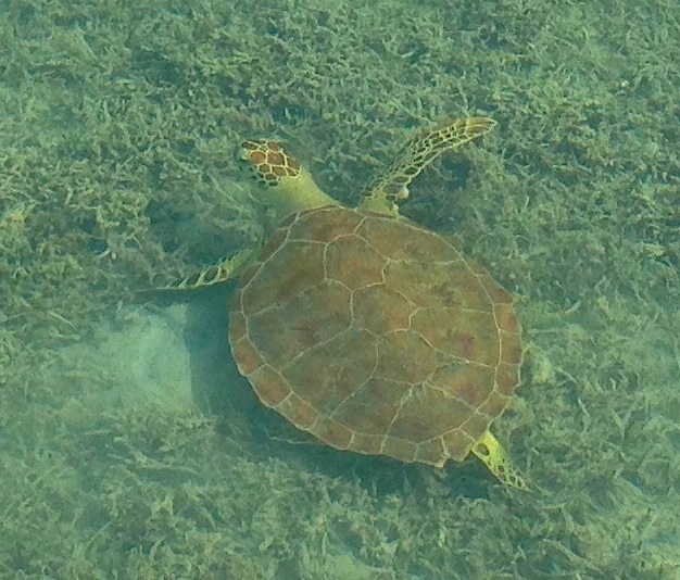 MANGROVE DIE-BACK IN THE ABACO MARLS: THE FACTS | ROLLING HARBOUR ABACO