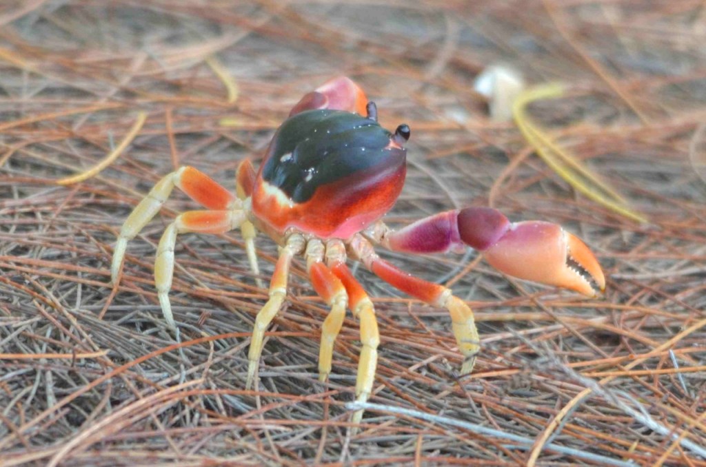 Land Crabs Abaco | ROLLING HARBOUR ABACO