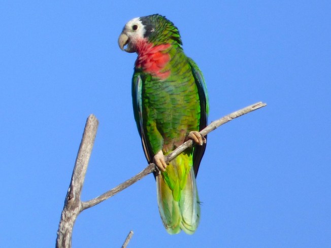 Abaco Parrot Nest | ROLLING HARBOUR ABACO