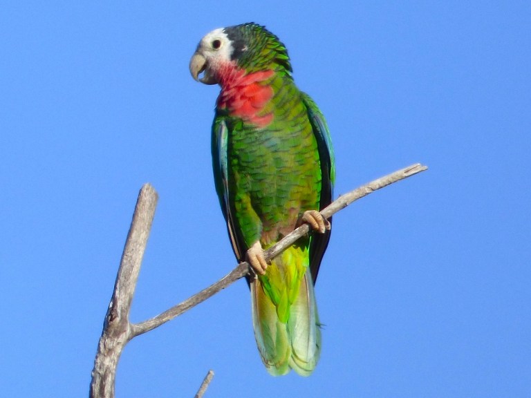 Abaco Parrot (Cuban Parrot) | ROLLING HARBOUR ABACO