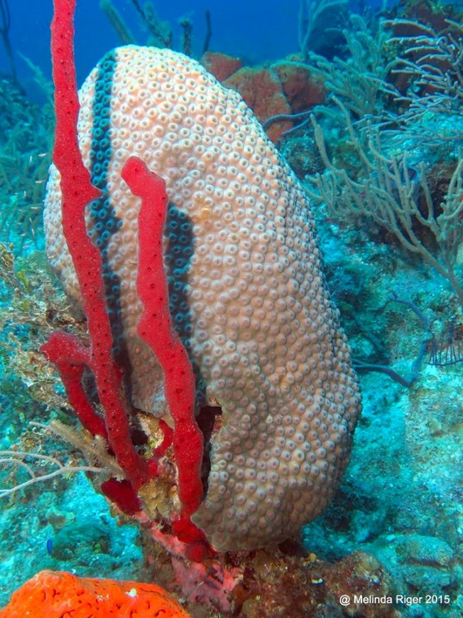Abaco Barrier Reef | ROLLING HARBOUR ABACO