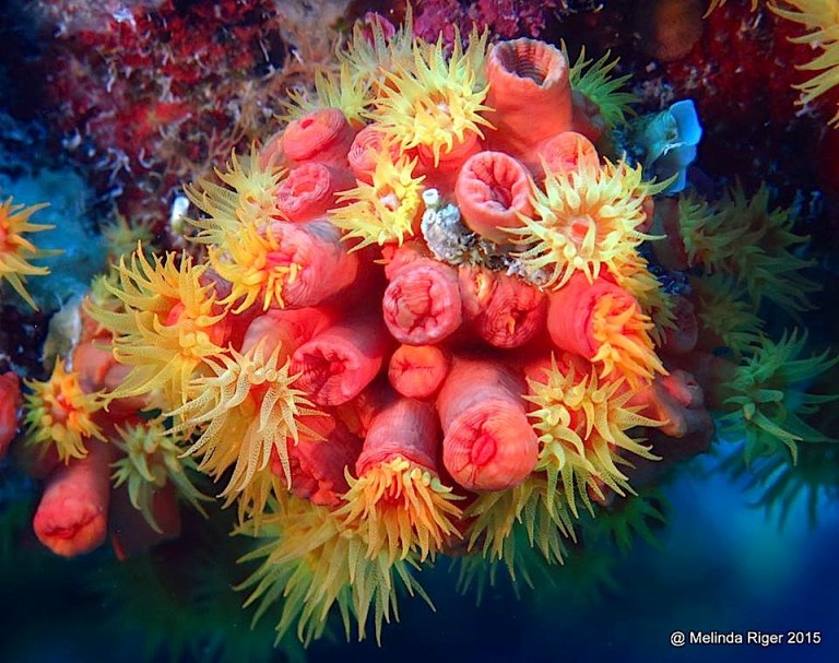 Abaco Barrier Reef | ROLLING HARBOUR ABACO