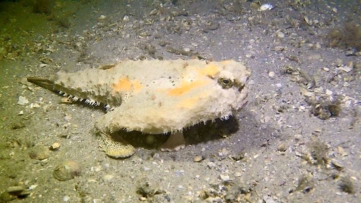 ROLLING HARBOUR ABACO | BIRDS, WILDLIFE & MORE ABACO, BAHAMAS | Page 3