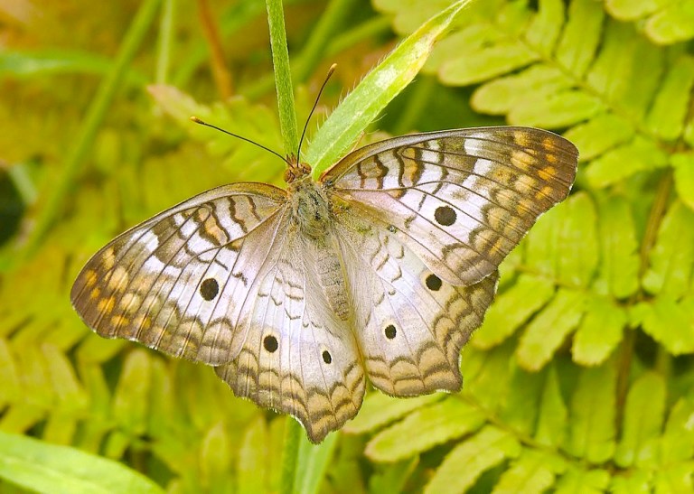 ROLLING HARBOUR ABACO | BIRDS, WILDLIFE & MORE ABACO, BAHAMAS