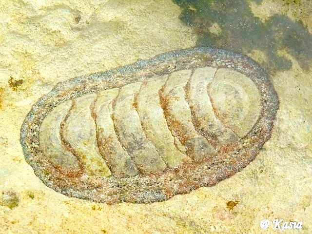 “THE ADMIRABLE CHITON” (A DELPHI BEACH MYSTERY) | ROLLING HARBOUR ABACO