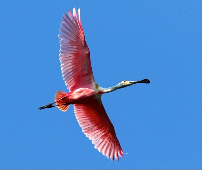 INTRODUCING ROSEATE SPOONBILLS TO ABACO? | ROLLING HARBOUR ABACO