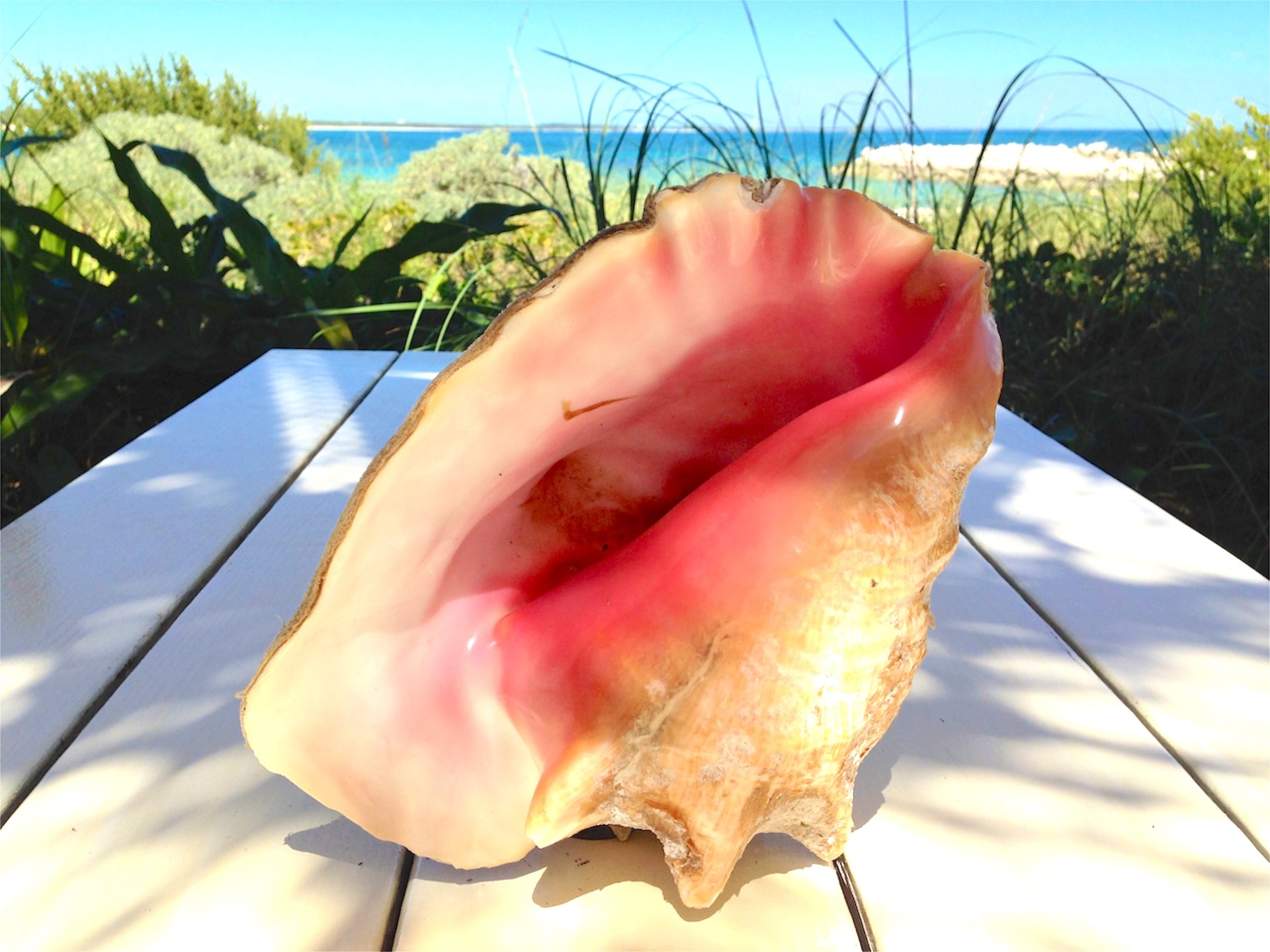 CONCH QUEST: ABACO’S MOST VERSATILE GASTROPOD | ROLLING HARBOUR ABACO