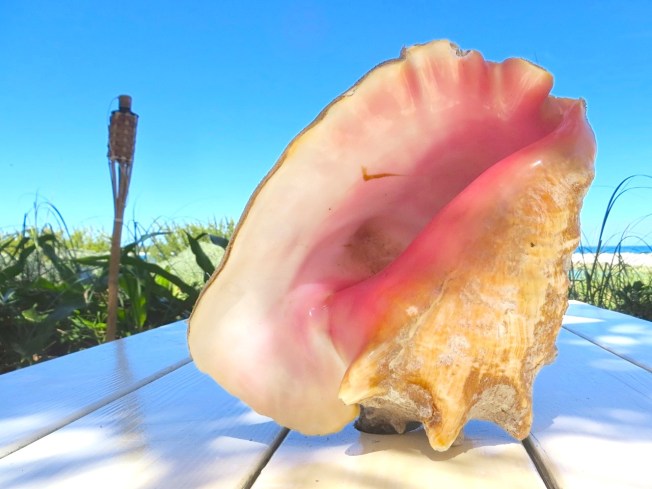 CONCH QUEST: ABACO’S MOST VERSATILE GASTROPOD | ROLLING HARBOUR ABACO