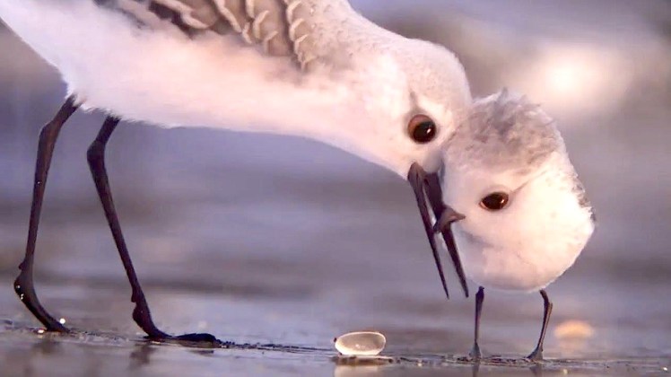 “PIPER” (THE SANDERLING?) – THE ULTIMATE CHICK FLICK? | ROLLING HARBOUR ...