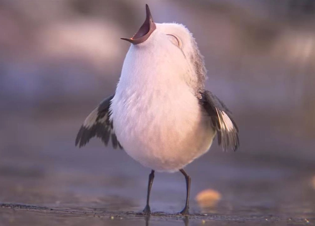 “PIPER” (THE SANDERLING?) – THE ULTIMATE CHICK FLICK? | ROLLING HARBOUR ...