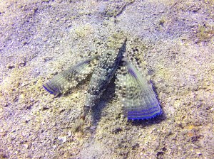 WTF? (WHAT’S THAT FISH) (10): FLYING GURNARD | ROLLING HARBOUR ABACO
