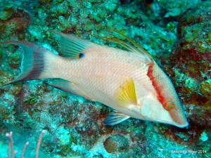 HOGFISH: BAHAMAS REEF FISH (31) | ROLLING HARBOUR ABACO