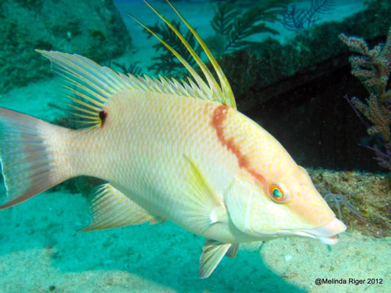HOGFISH: BAHAMAS REEF FISH (31) | ROLLING HARBOUR ABACO