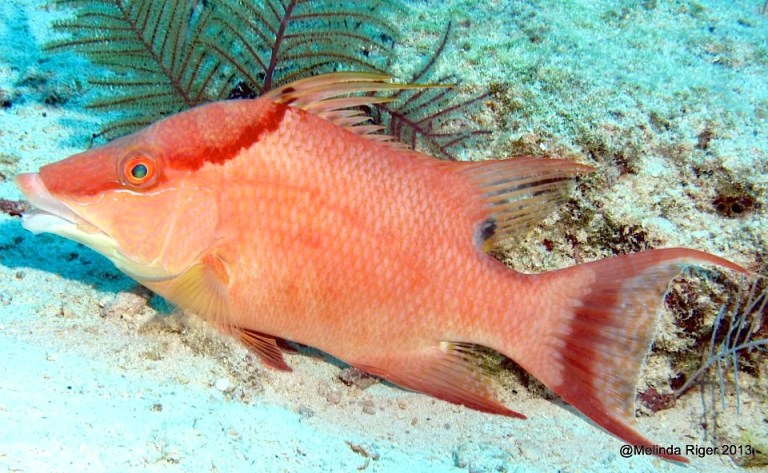 HOGFISH: BAHAMAS REEF FISH (31) | ROLLING HARBOUR ABACO