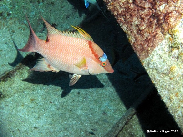 HOGFISH: BAHAMAS REEF FISH (31) | ROLLING HARBOUR ABACO