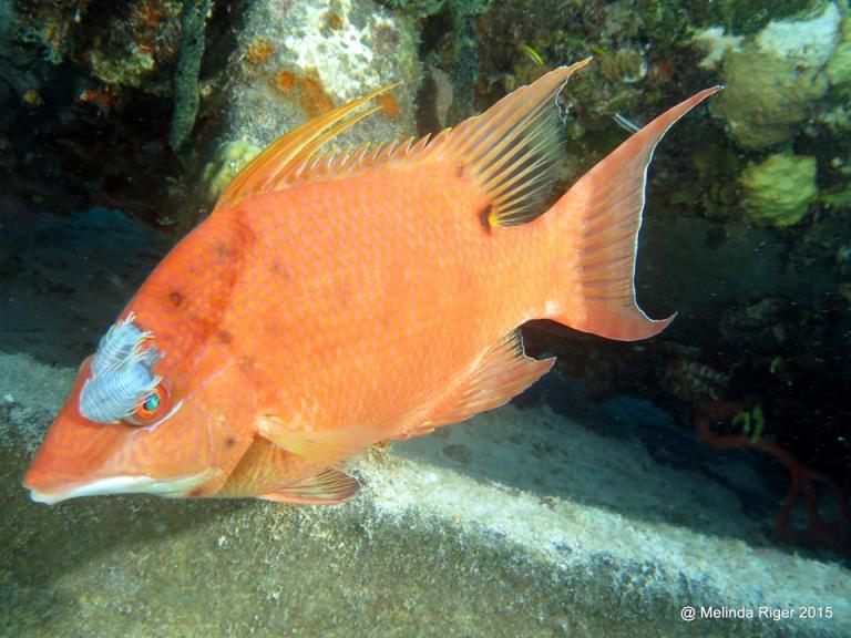 HOGFISH: BAHAMAS REEF FISH (31) | ROLLING HARBOUR ABACO