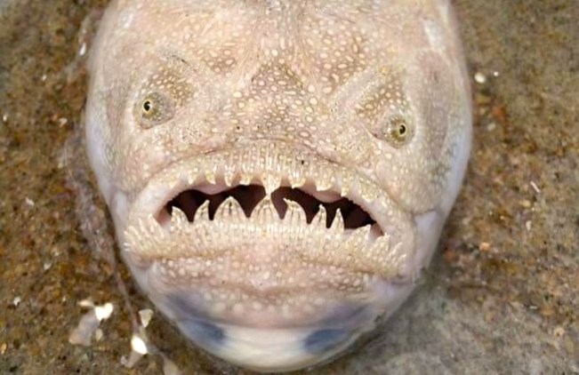 WTF? (WHAT’S THAT FISH?) 11: STARGAZER FISH | ROLLING HARBOUR ABACO