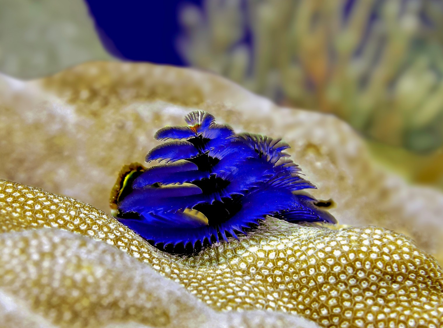 Christmas Tree Worm Bahamas | ROLLING HARBOUR ABACO