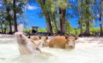 PIGGYVILLE: HOME OF THE SWIMMING PIGS OF ABACO | ROLLING HARBOUR ABACO