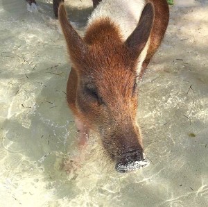 PIGGYVILLE: HOME OF THE SWIMMING PIGS OF ABACO | ROLLING HARBOUR ABACO