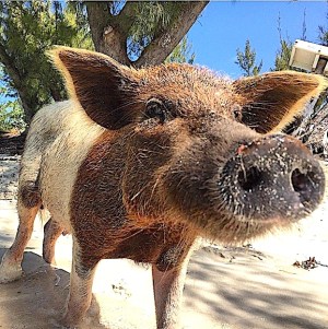 PIGGYVILLE: HOME OF THE SWIMMING PIGS OF ABACO | ROLLING HARBOUR ABACO