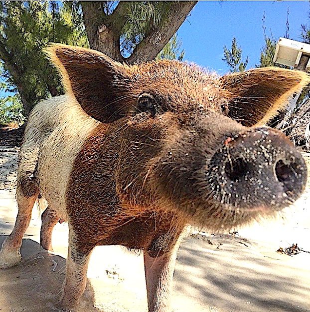 PIGGYVILLE: HOME OF THE SWIMMING PIGS OF ABACO | ROLLING HARBOUR ABACO