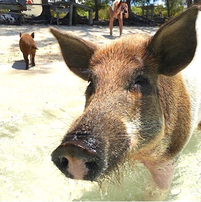 PIGGYVILLE: HOME OF THE SWIMMING PIGS OF ABACO | ROLLING HARBOUR ABACO