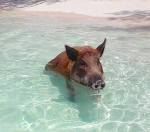 PIGGYVILLE: HOME OF THE SWIMMING PIGS OF ABACO | ROLLING HARBOUR ABACO