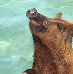 PIGGYVILLE: HOME OF THE SWIMMING PIGS OF ABACO | ROLLING HARBOUR ABACO