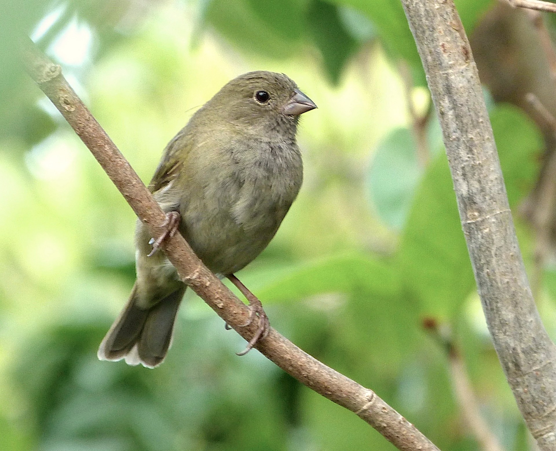 BLACK-FACED GRASSQUITS ON ABACO, BAHAMAS: status report | ROLLING ...