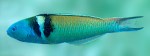 BLUEHEAD WRASSE: PRIVATE LIFE LAID BARE | ROLLING HARBOUR ABACO