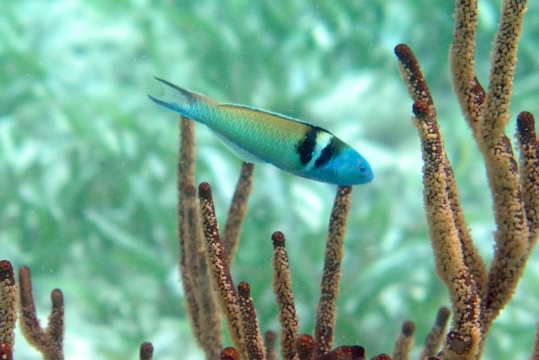 BLUEHEAD WRASSE: PRIVATE LIFE LAID BARE | ROLLING HARBOUR ABACO