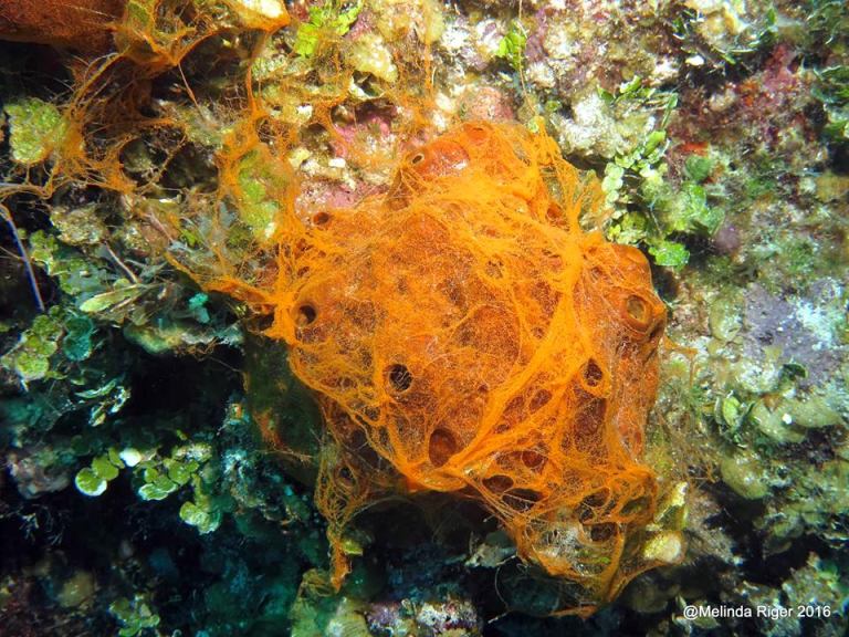 Marine Conservation | ROLLING HARBOUR ABACO