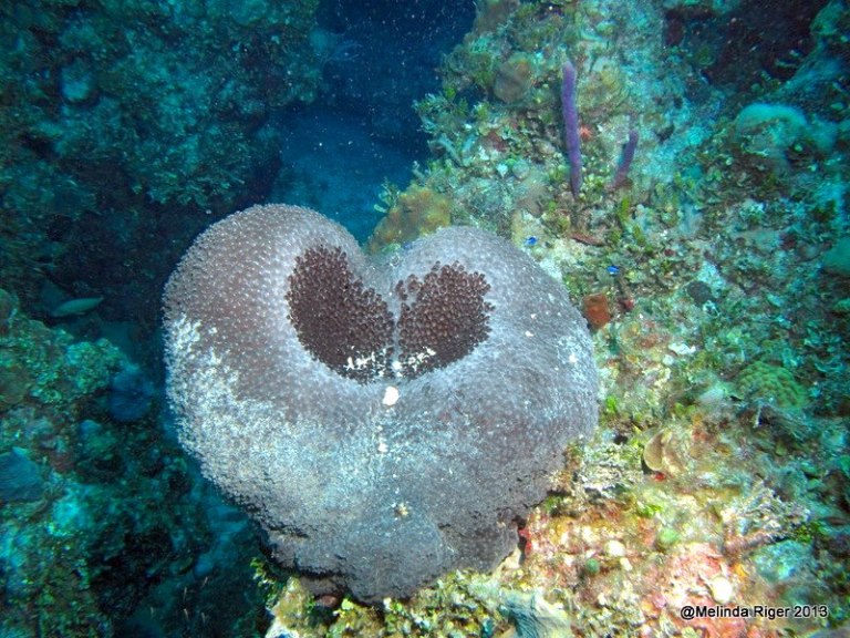 Marine Conservation | ROLLING HARBOUR ABACO