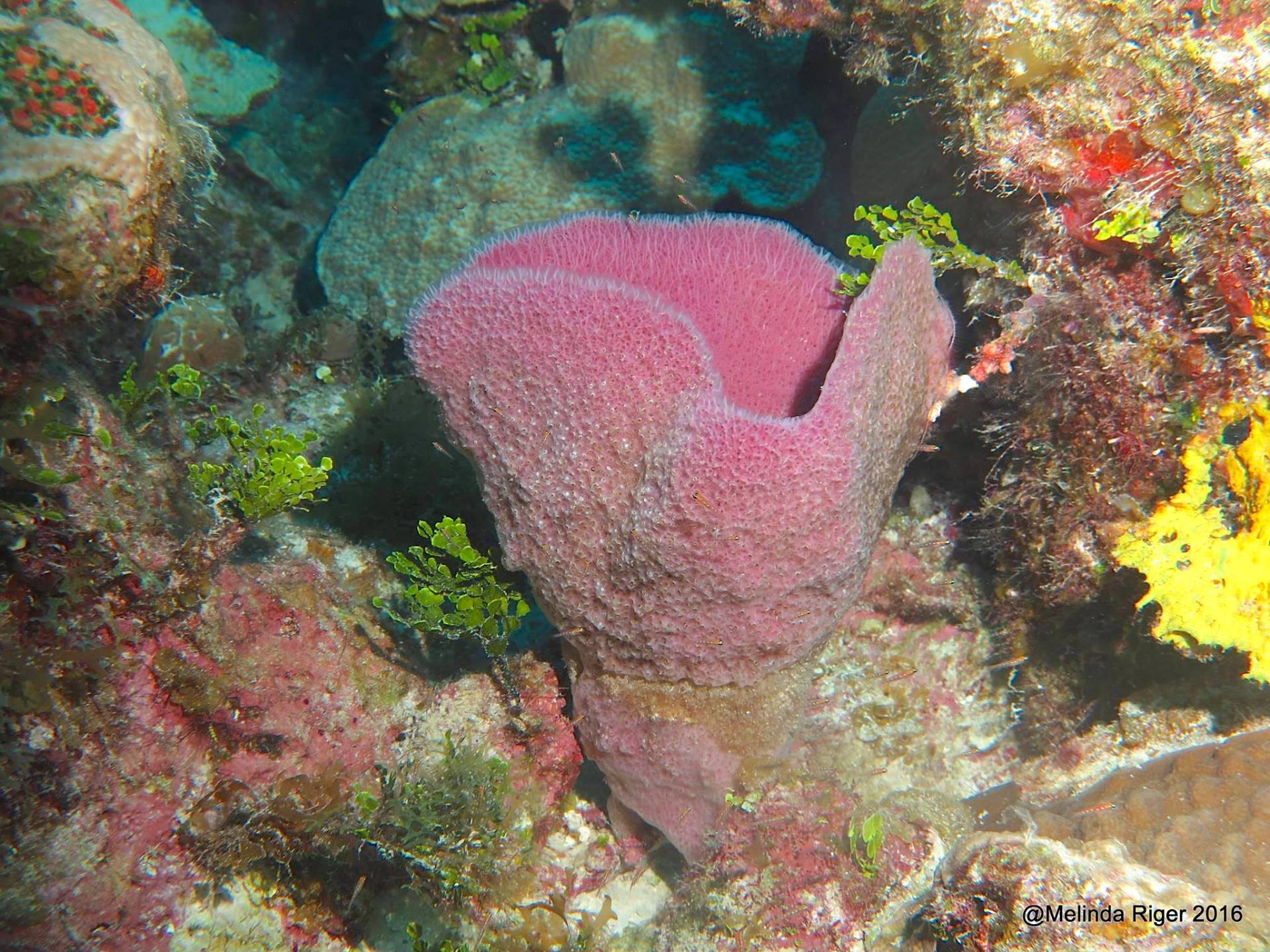 Marine Conservation | ROLLING HARBOUR ABACO