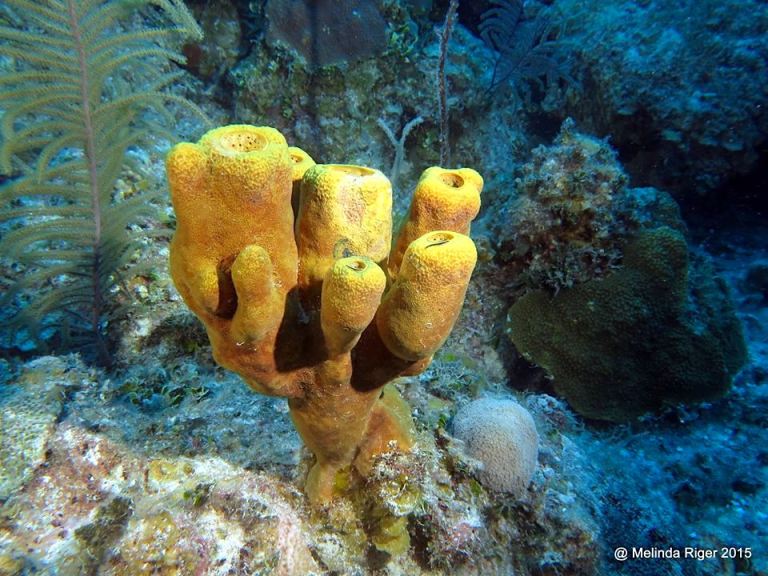 Marine Conservation | ROLLING HARBOUR ABACO