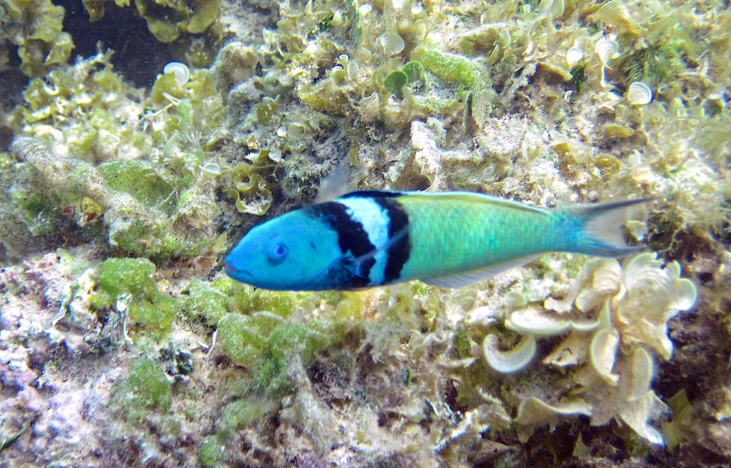 BLUEHEAD WRASSE: PRIVATE LIFE LAID BARE | ROLLING HARBOUR ABACO