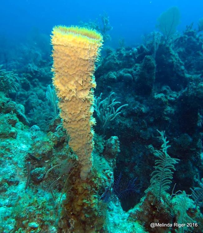 Marine Conservation | ROLLING HARBOUR ABACO