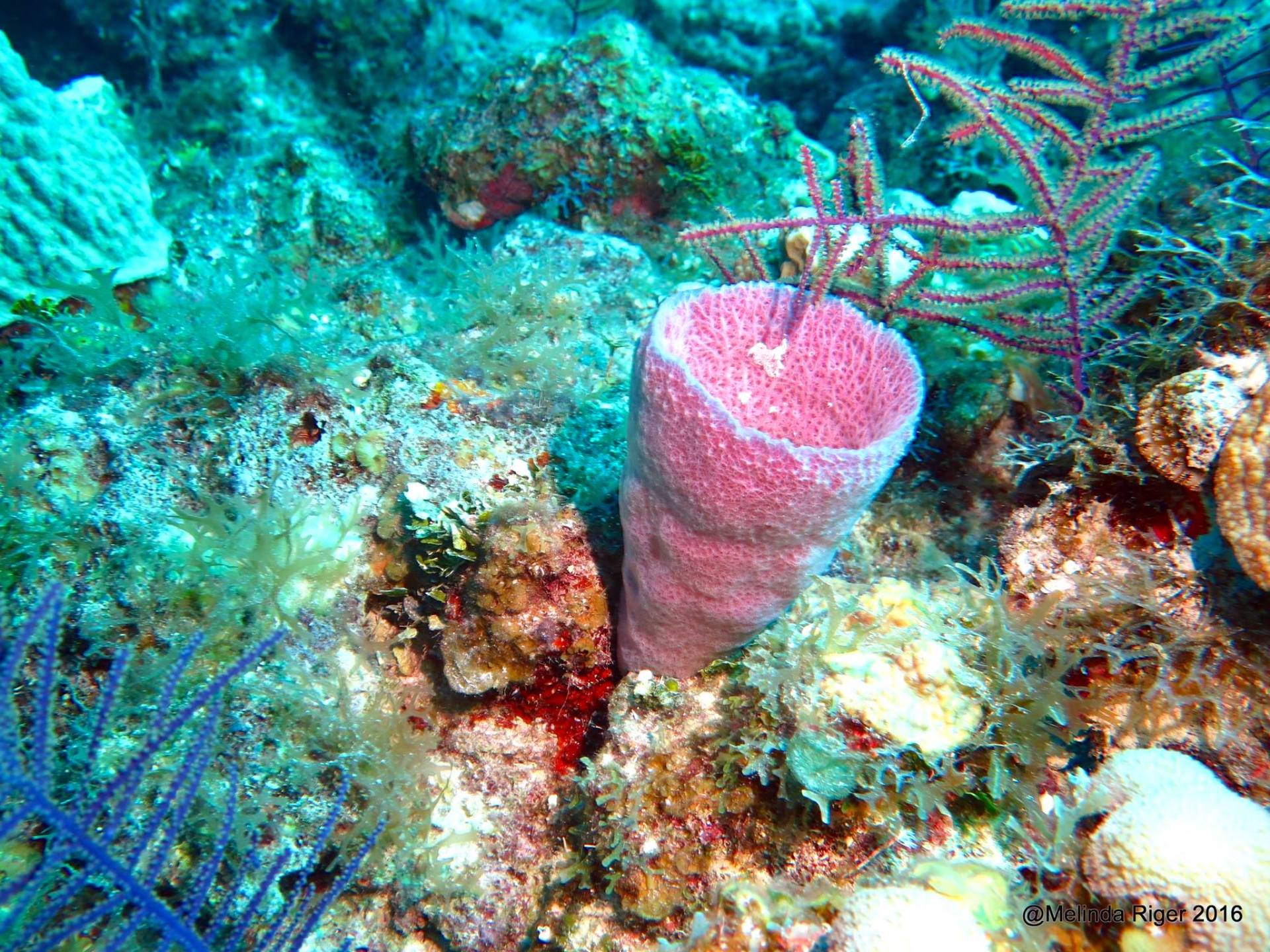 Marine Conservation | ROLLING HARBOUR ABACO