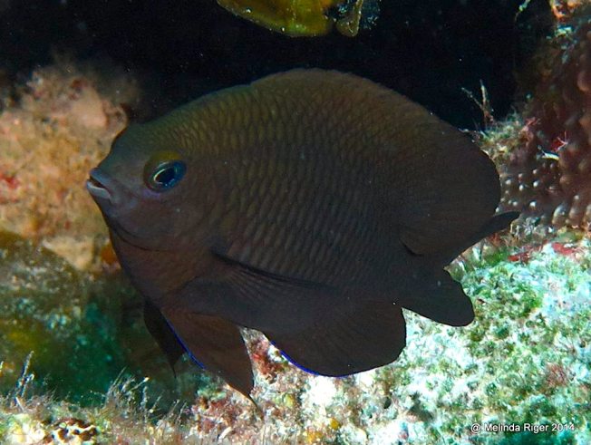 DUSKY DAMSELFISH: BAHAMAS REEF FISH (34) | ROLLING HARBOUR ABACO