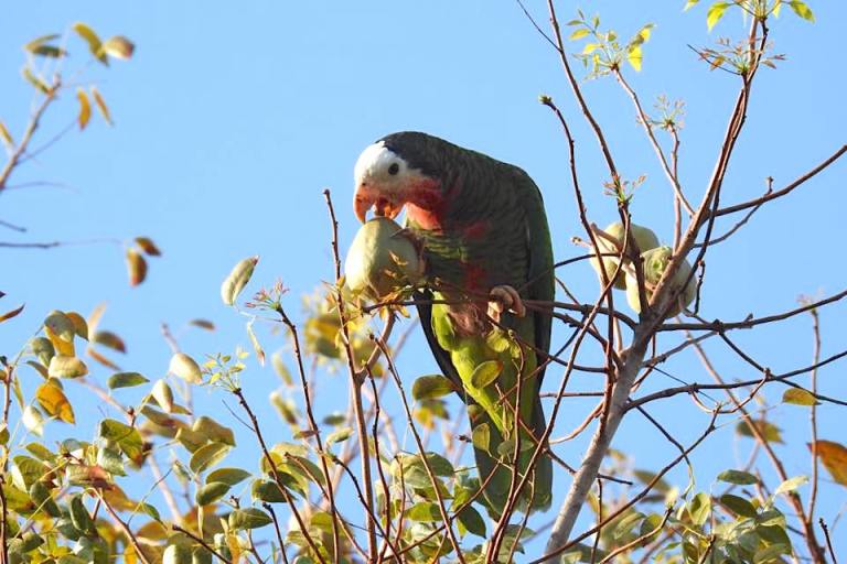 NASSAU PARROTS | ROLLING HARBOUR ABACO