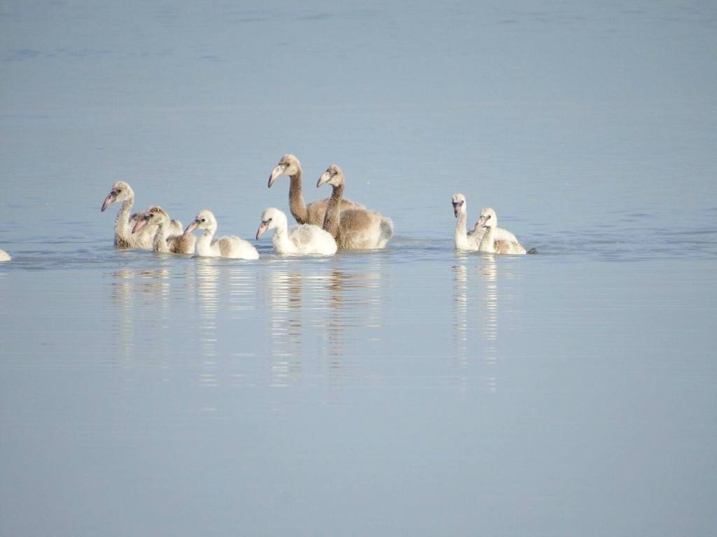 FLAMINGO BREEDING SEASON ON INAGUA, BAHAMAS | ROLLING HARBOUR ABACO