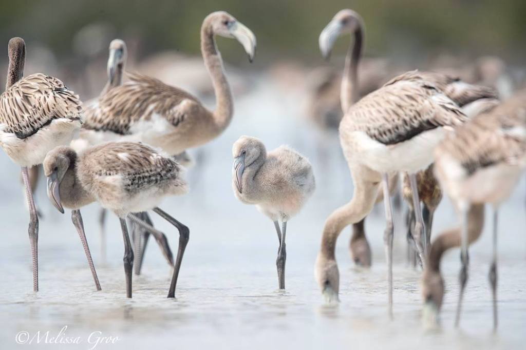 FLAMINGO BREEDING SEASON ON INAGUA, BAHAMAS | ROLLING HARBOUR ABACO